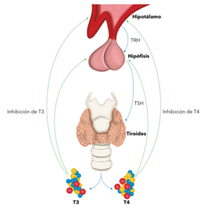 Interpretación de pruebas de función tiroidea. - Diagnostika